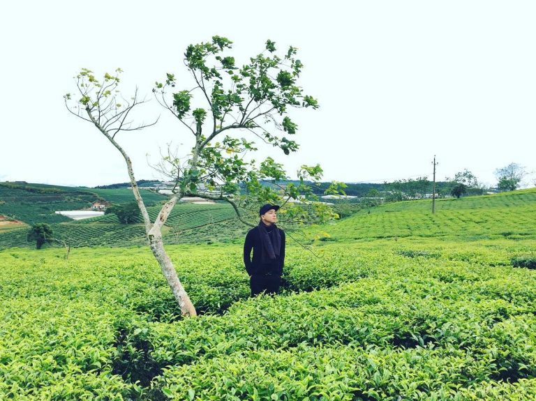 Kinh nghiệm đi Đồi chè Cầu Đất ở Đà Lạt - Vntrip.vn